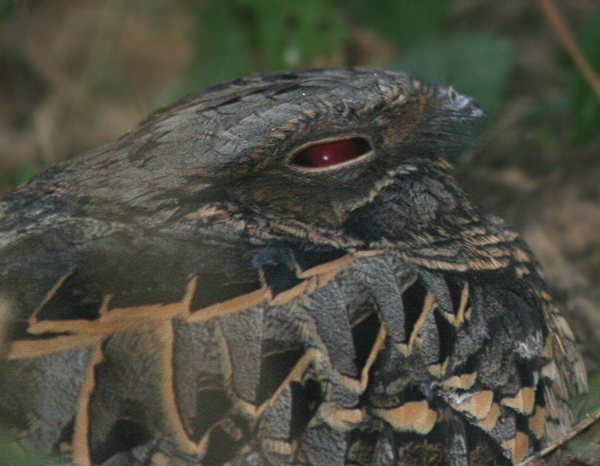 Pauraque Pronunciation Poll - 10,000 Birds