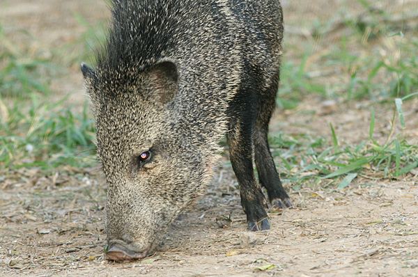 Birds of Bentsen-RGV - 10,000 Birds