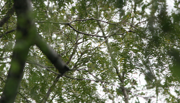 Birds of Bentsen-RGV - 10,000 Birds