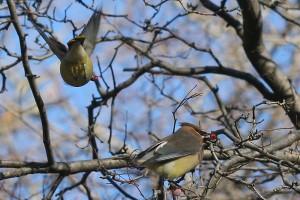 December Birding in Central Park - 10,000 Birds