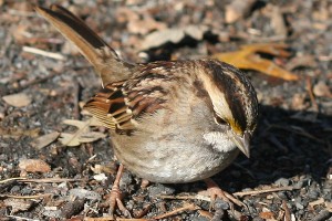 December Birding in Central Park - 10,000 Birds