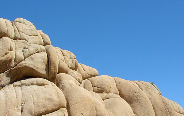 Birding Joshua Tree - 10,000 Birds