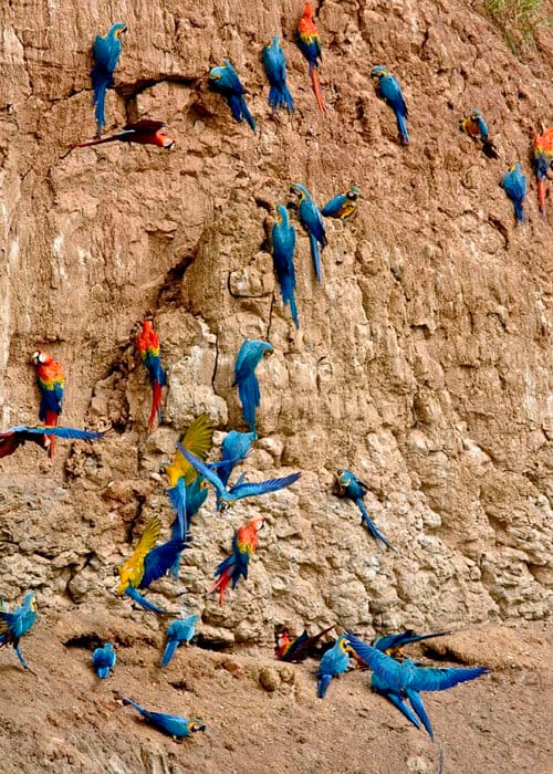 Licking Clay: the Macaws of Tambopata, Peru - 10,000 Birds