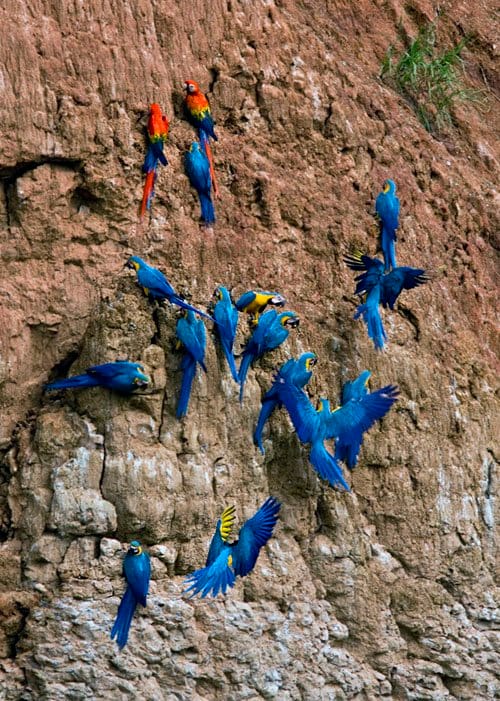 Licking Clay: the Macaws of Tambopata, Peru - 10,000 Birds