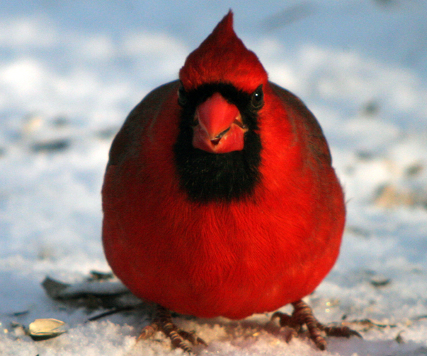 Bright Red Birds - 10,000 Birds