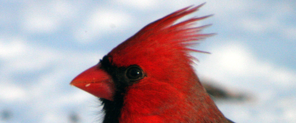 Bright Red Birds - 10,000 Birds