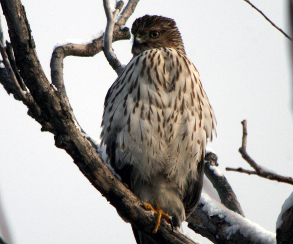 Accipiter Sp. - 10,000 Birds