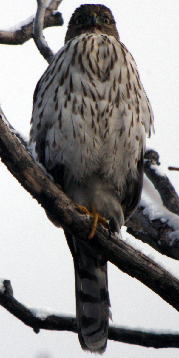 Accipiter Sp. - 10,000 Birds