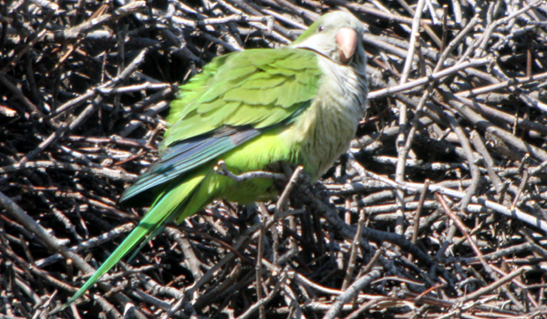 Monk Parakeets at Greenwood Cemetery, Brooklyn, NY - 10,000 Birds