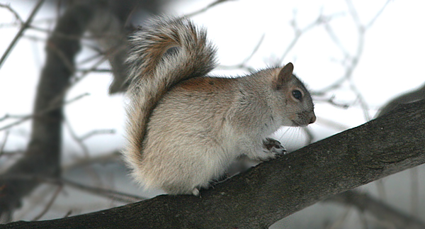 White Squirrels of Rochester - 10,000 Birds