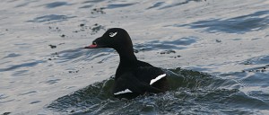 What is a Scoter? - 10,000 Birds