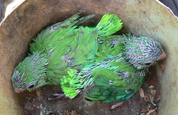 Photo Essay: Green-rumped Parrotlets from Egg to Adult - 10,000 Birds