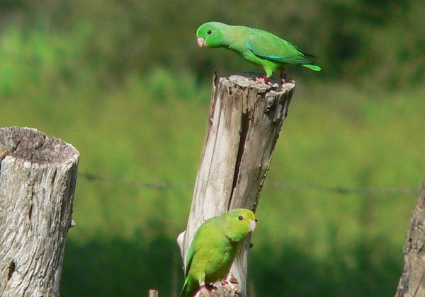 Photo Essay: Green-rumped Parrotlets from Egg to Adult - 10,000 Birds