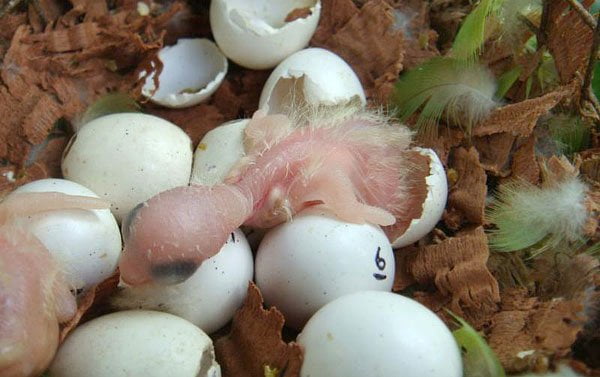 Photo Essay: Green-rumped Parrotlets from Egg to Adult - 10,000 Birds