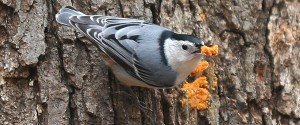 Birds Eating Suet - 10,000 Birds