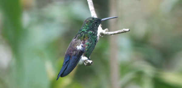 Loving Los Andes - 10,000 Birds