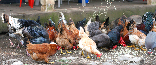Chicken Stampede! - 10,000 Birds