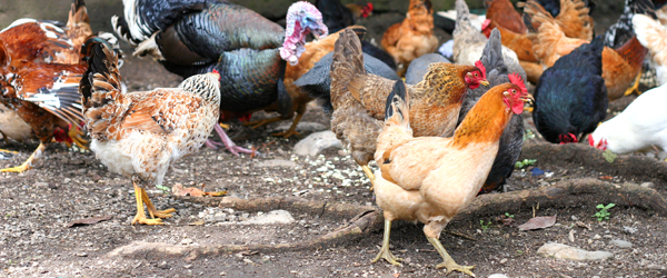 Chicken Stampede! - 10,000 Birds