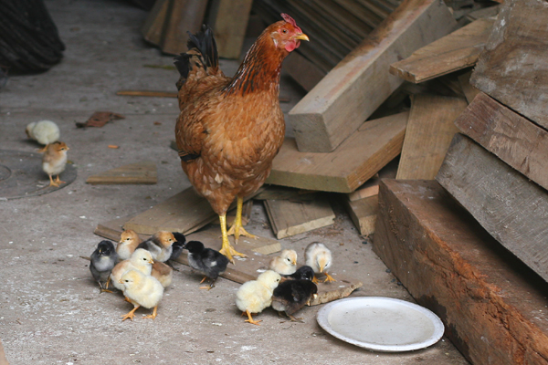 Chicken Stampede! - 10,000 Birds