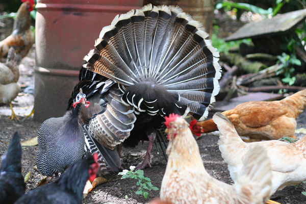 Chicken Stampede! - 10,000 Birds