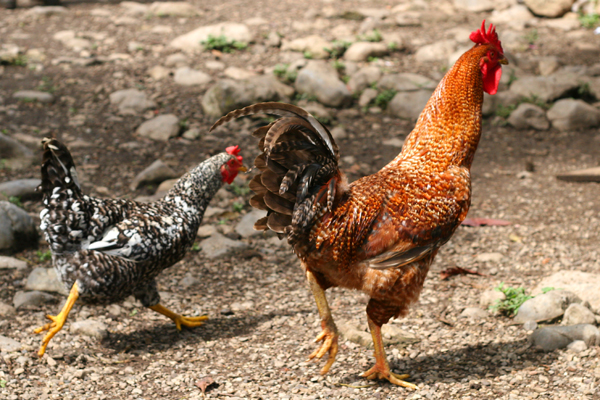 Chicken Stampede! - 10,000 Birds