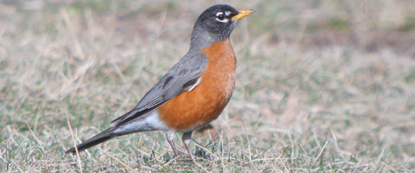 First Robin of Spring - 10,000 Birds