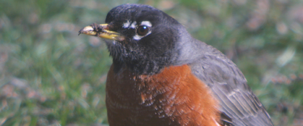 First Robin of Spring - 10,000 Birds