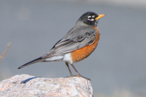 First Robin of Spring - 10,000 Birds