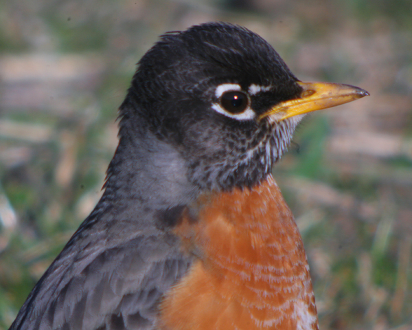 First Robin of Spring - 10,000 Birds