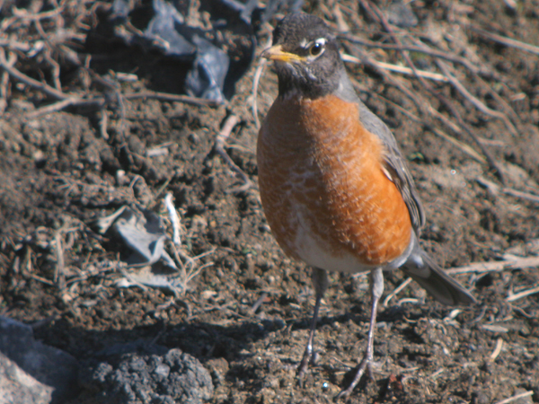 First Robin of Spring - 10,000 Birds