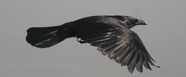 Fish Crow at Cape May - 10,000 Birds