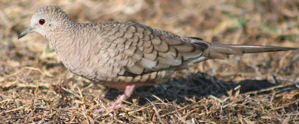 Inca Doves (Columbina Inca) - 10,000 Birds