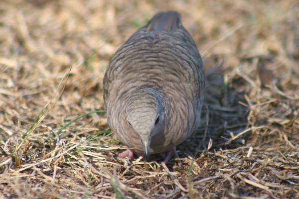 Inca Doves (Columbina Inca) - 10,000 Birds