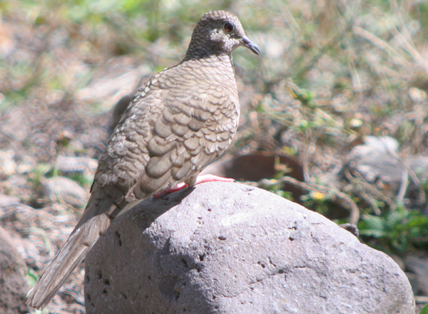 Inca Doves (Columbina Inca) - 10,000 Birds