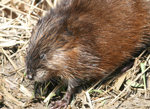 Montezuma Muskrat Love - 10,000 Birds