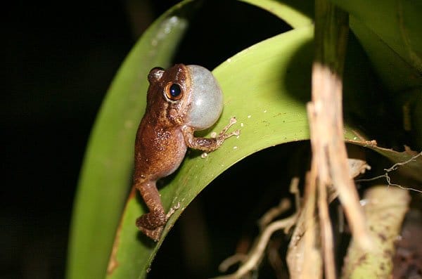 Falling Silent? The Eleutherodactylus Frogs of Puerto Rico - 10,000 Birds