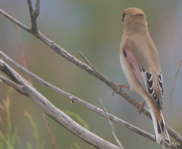 Desert Finch in Kazakhstan - 10,000 Birds