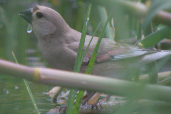Desert Finch in Kazakhstan - 10,000 Birds