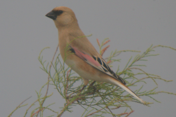 Desert Finch in Kazakhstan - 10,000 Birds