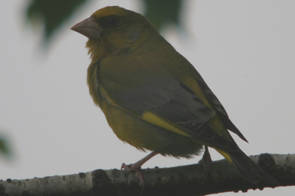 Frankfurt Hotel Birding - 10,000 Birds