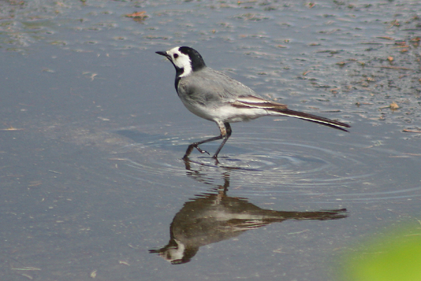 Frankfurt Hotel Birding - 10,000 Birds