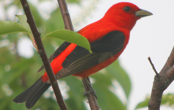 Soul-Satisfying Scarlet - 10,000 Birds