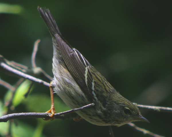 Philadelphia Vireo and More at the Forest Park Waterhole - 10,000 Birds