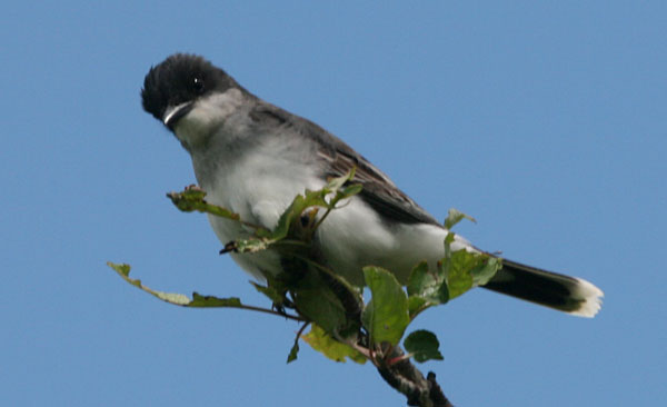 Summer Birds of Pennsylvania Farm and Feeder - 10,000 Birds