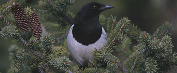 Birding Kazakhstan: Last Post for Day 3 - 10,000 Birds