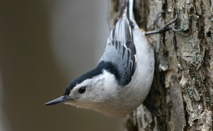 What is a Nuthatch? - 10,000 Birds
