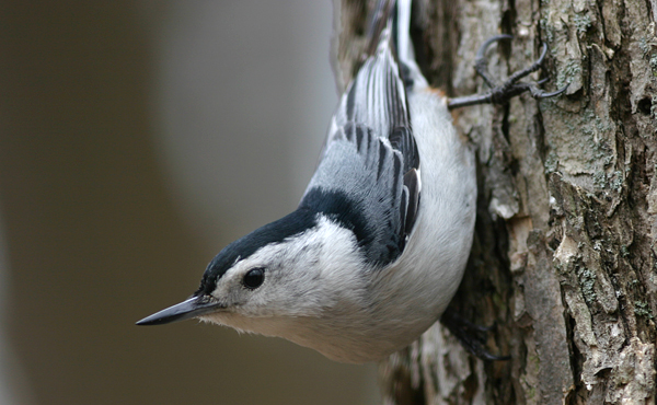 What is a Nuthatch? - 10,000 Birds