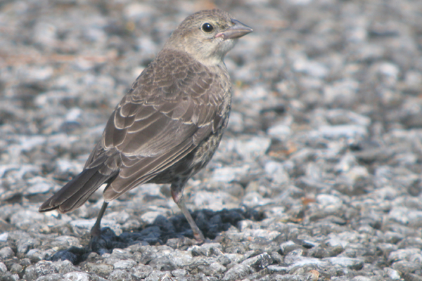 Juvenile Brown-Headed Cowbird (Molothrus ater) - 10,000 Birds