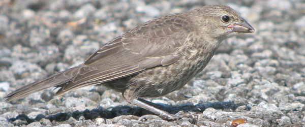Juvenile Brown-Headed Cowbird (Molothrus ater) - 10,000 Birds