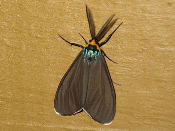 Moths of Chicken Inferno 2009 - 10,000 Birds